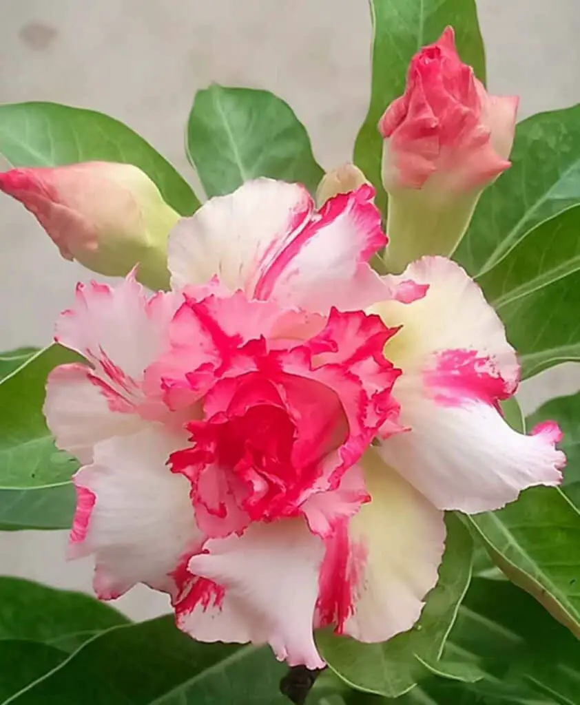 54 Stunning Types of Desert Rose (Adenium) - Passionate Decoration