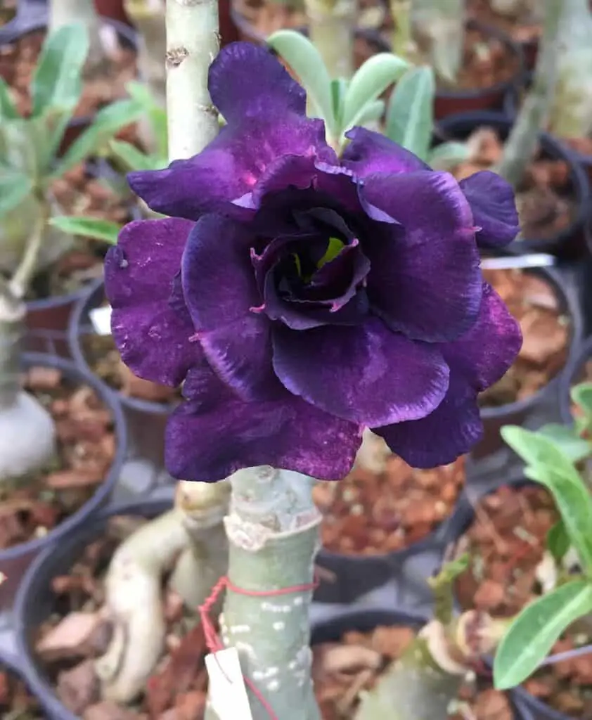 54 Stunning Types of Desert Rose (Adenium) - Passionate Decoration