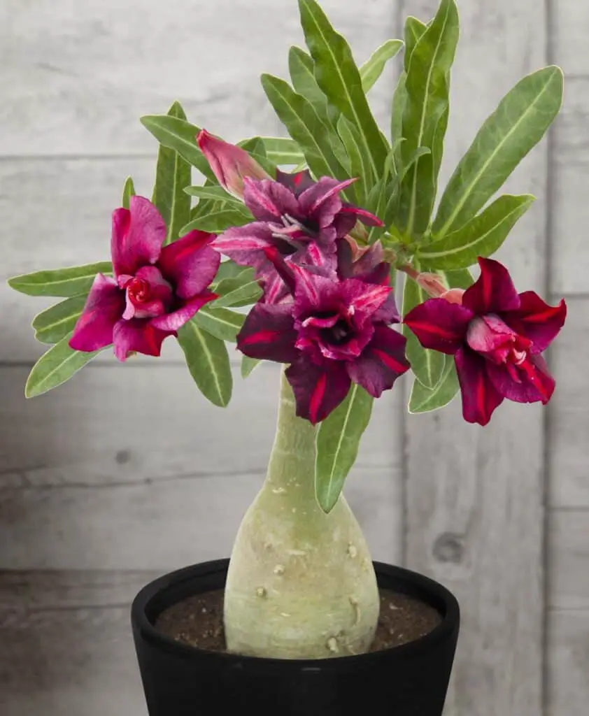 54 Stunning Types of Desert Rose (Adenium) - Passionate Decoration