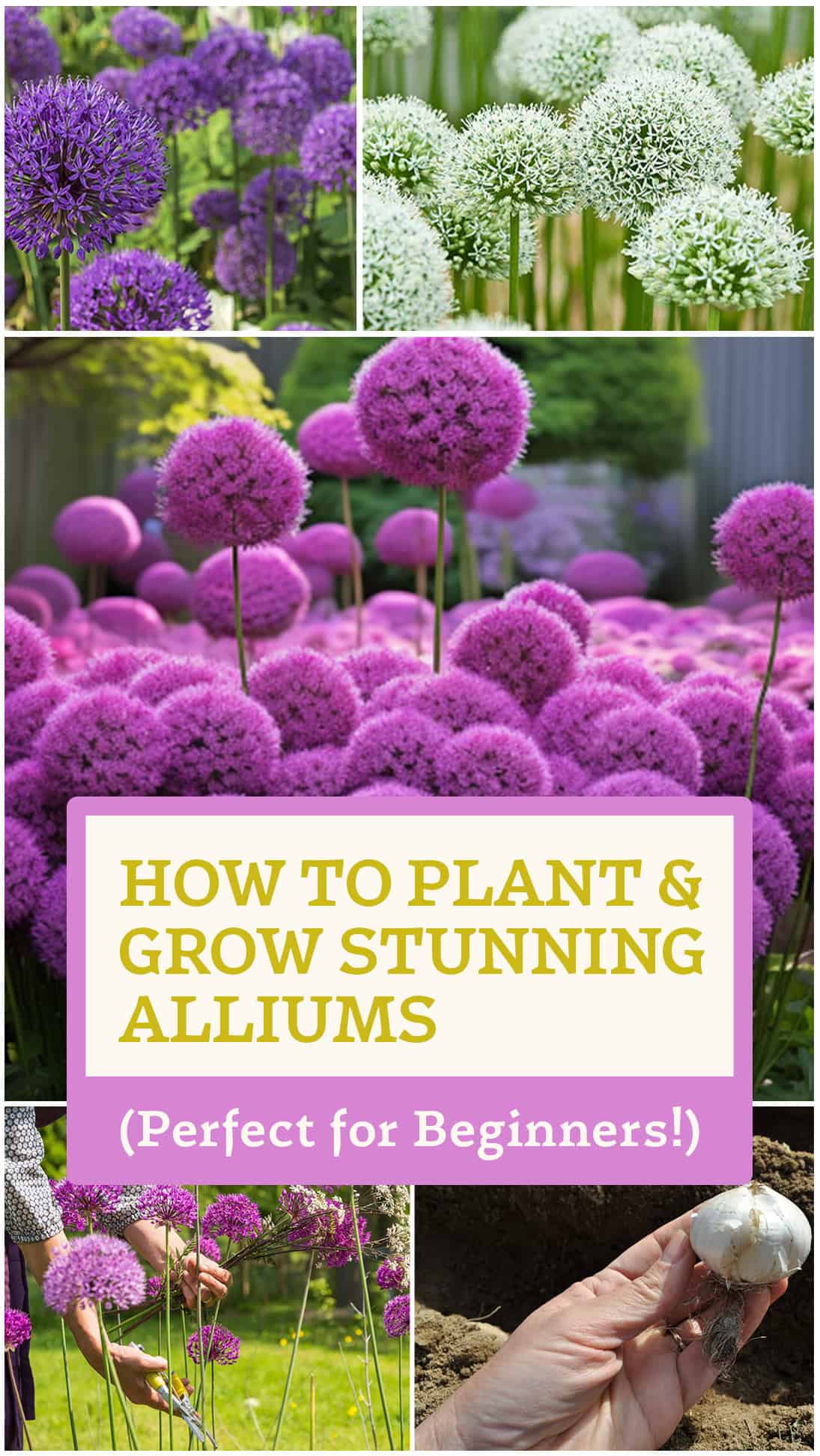 How to Plant and Grow Stunning Alliums in the Garden
