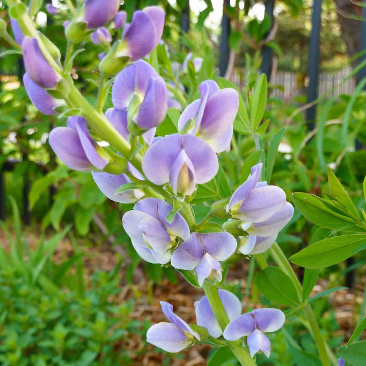 25 Beautiful Winter Flowers That Will Thrive Through the Cold ...