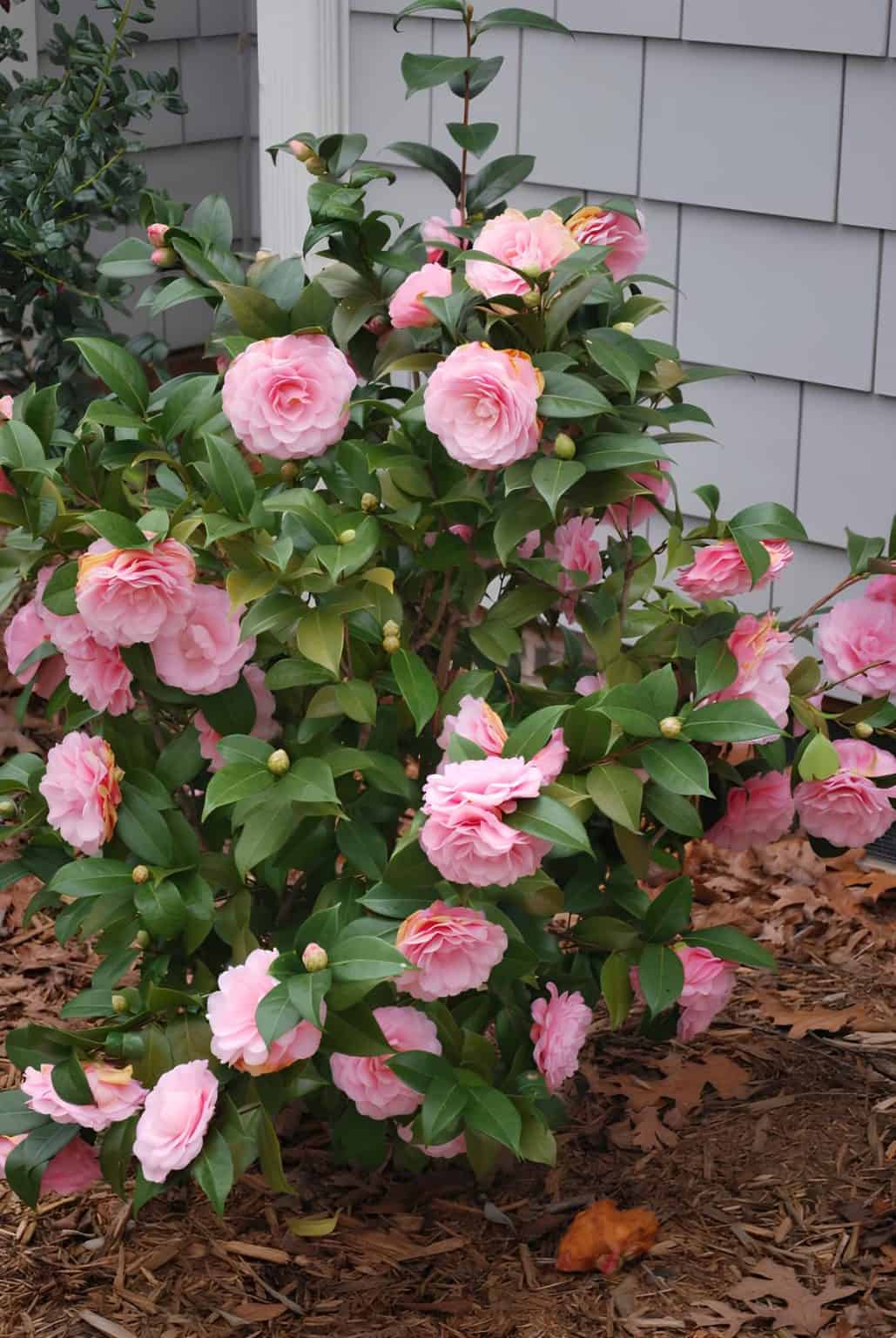 How to Plant and Grow Gorgeous Camellia Flowers the Easy Way (Beginner's Guide) - Passionate ...