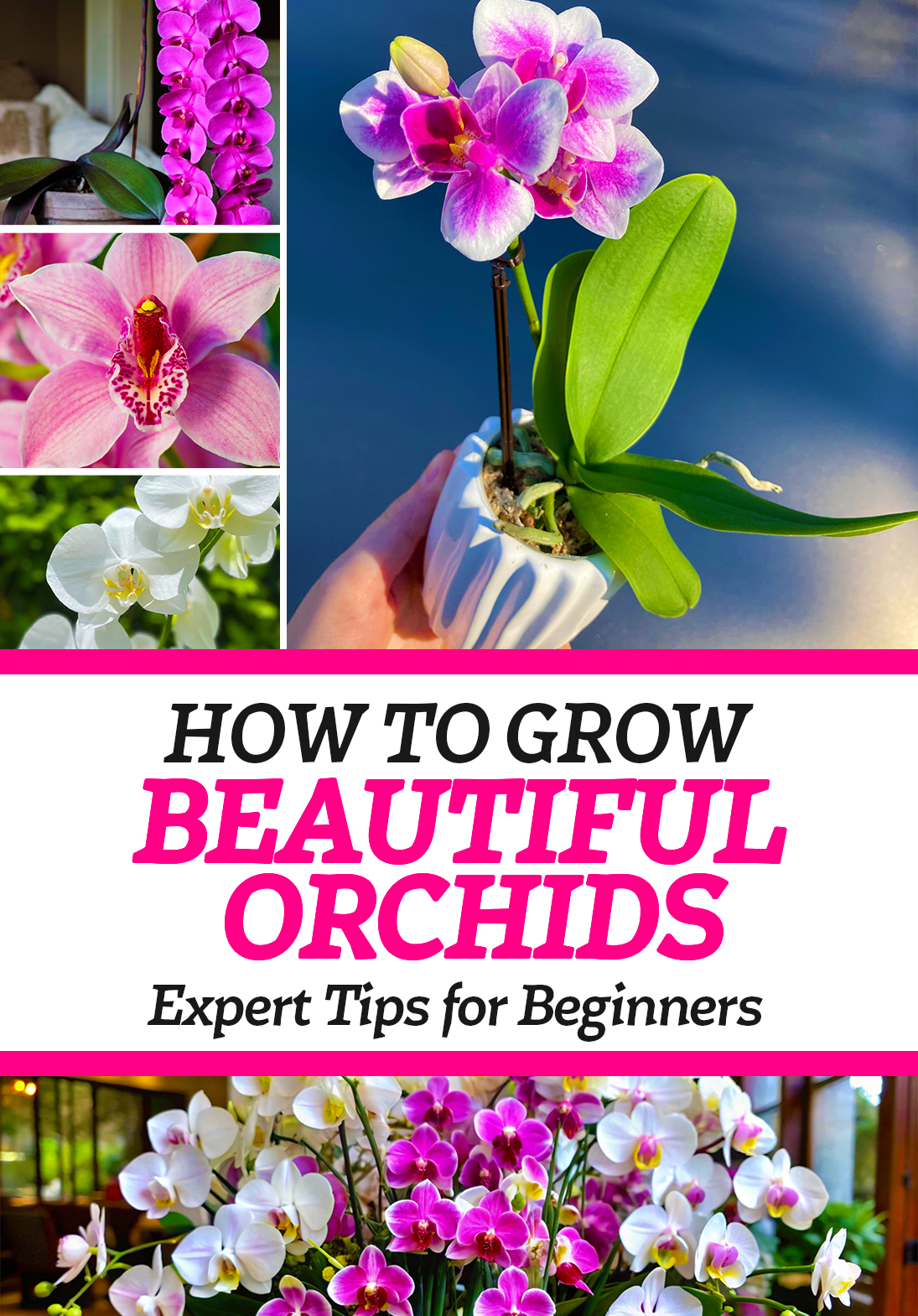 How to Care for Orchids: The Complete Beginner's Guide - Passionate ...